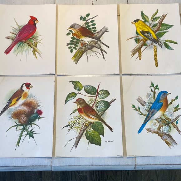 Vintage | Art | Vintage Birds Of Beauty Six Colorful Prints Donald Art ...